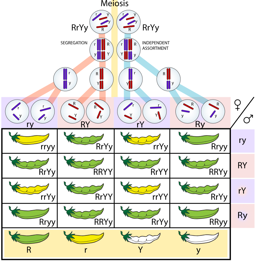 The Genetic Mix-and-Match: How Traits Get Shuffled – Dinosaurs are ...